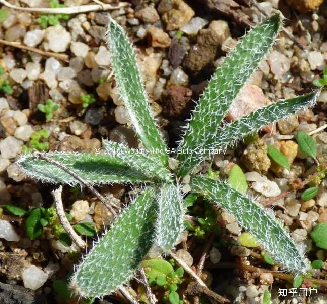 自然界中有哪些奇花异草？ - 知乎