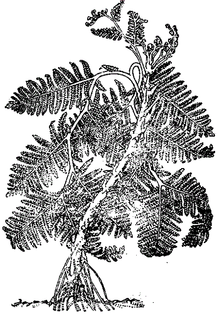 有没有灭绝的门? - 知乎