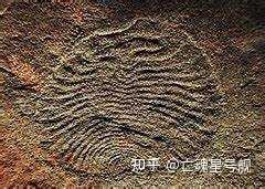 有没有灭绝的门? - 知乎