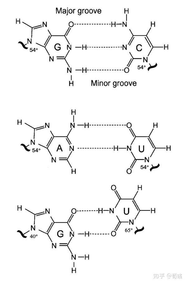 这张图中G和U为什么可以配对？ - 知乎