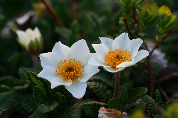 北极的仙女木与人类的“后天” - 知乎