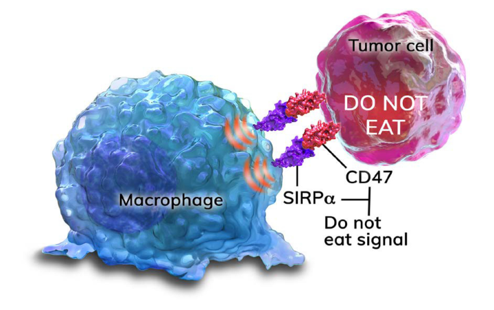 天境生物CD47抗体单药治疗实体瘤观察到响应，无血液毒性 - 知乎