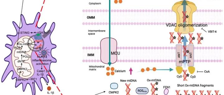 Immunity丨mtDNA如何释放以及点燃“自体炎症之火” - 知乎