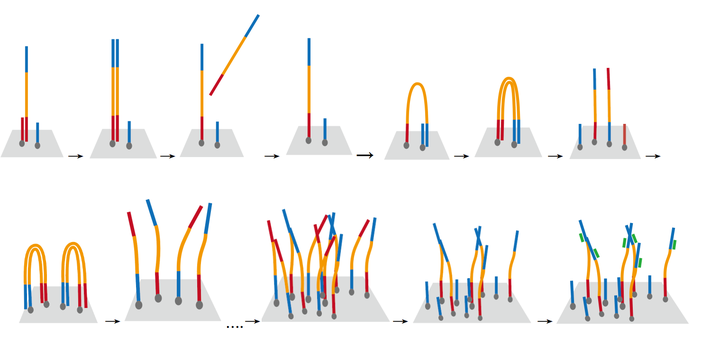 科研小白NGS二代测序学习笔记 - 知乎