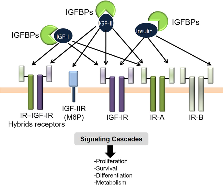 【靶点新势力】IGF-IR靶向眼疾治疗国内“首破冰” - 知乎