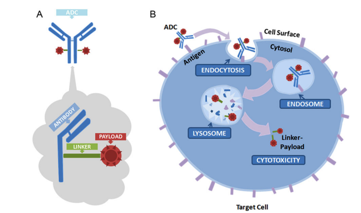 肿瘤相关抗原 TAA，老玩家助力热门赛道 - 知乎